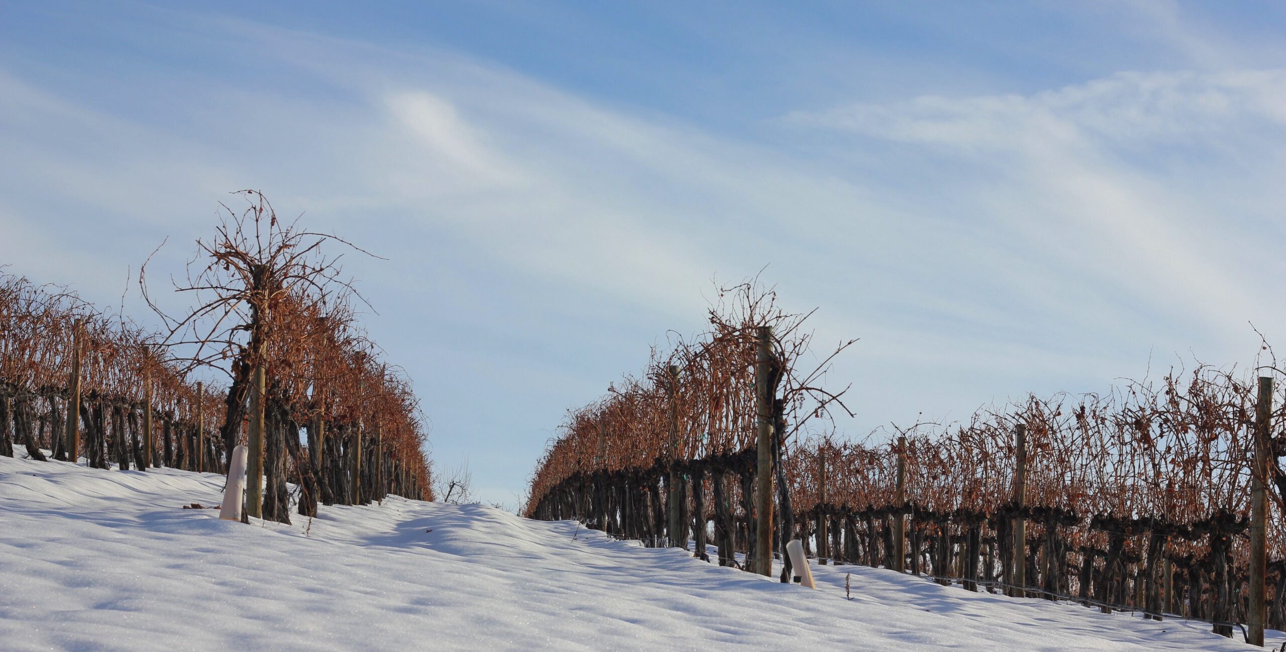 REALLY, REALLY GOOD WINE - Lake Chelan Winery